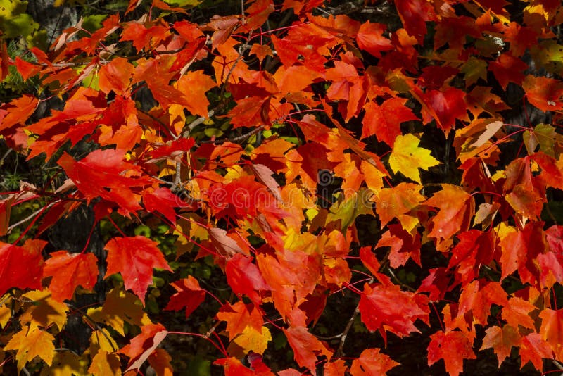 Red Sugar Maple Leaves in the Fall #2 Stock Photo - Image of pigments ...