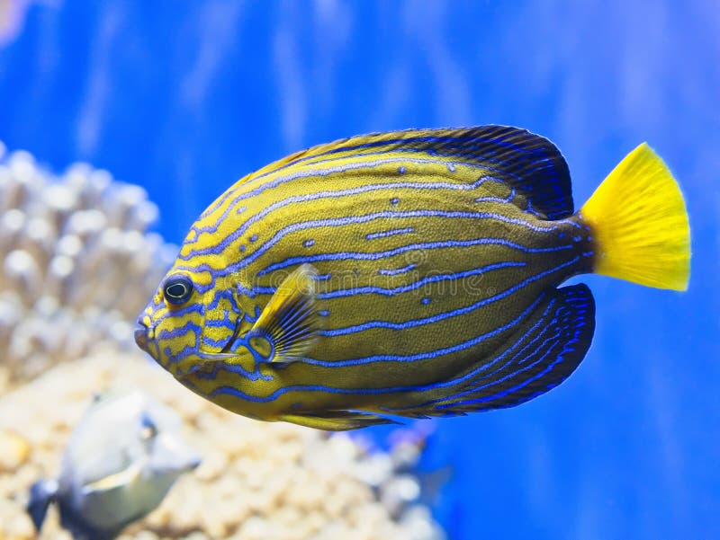 Closeup of Colorful Tropical Fish Stock Photo - Image of exotic ...