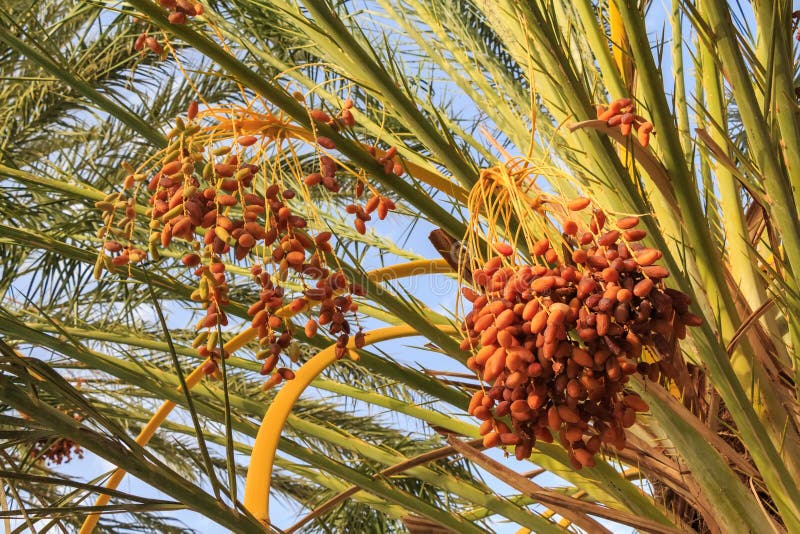 Cluster Yellow Kimri Khalal Dates Stock Photos - Free & Royalty-Free ...