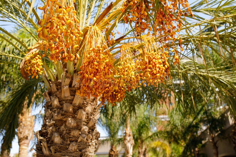 Closeup of Colourful Dates Clusters Stock Image - Image of palm, date ...