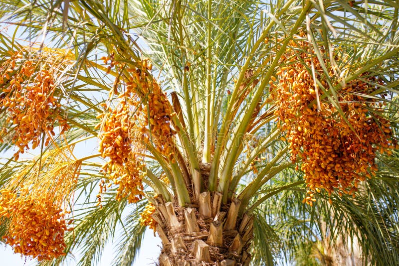 Closeup of Colourful Dates Clusters Stock Image - Image of flora ...