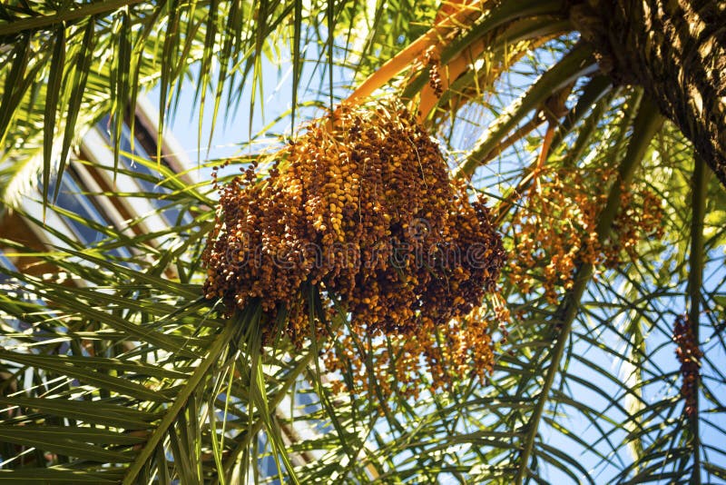 Closeup of Colourful Dates Clusters Stock Photo - Image of natural ...