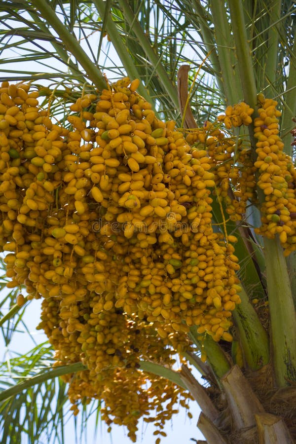 Closeup of Colourful Dates Clusters, Date Palm Fruits Stock Photo ...