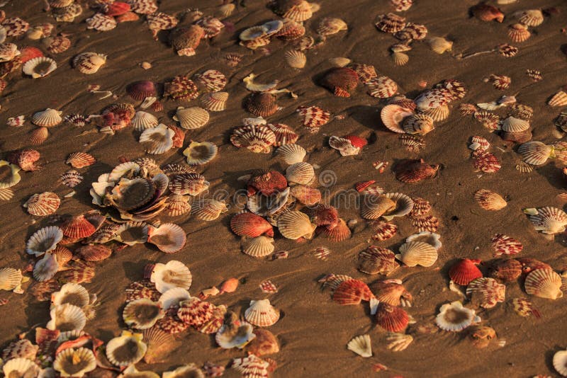 Closeup Colourful Empty Sea Shells on Wet Sand Beach Stock Photo ...