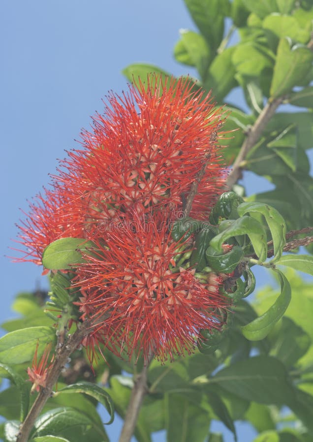 Closeup of the Combretum Constrictum Flower Stock Photo - Image of ...