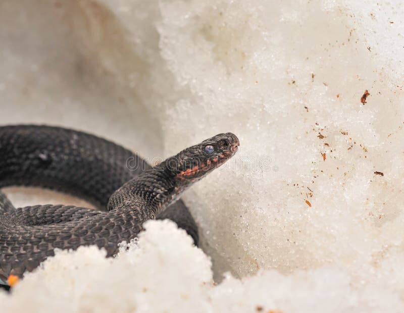 Closeup of a Common Black Adder in the Snow Stock Photo - Image of rock ...