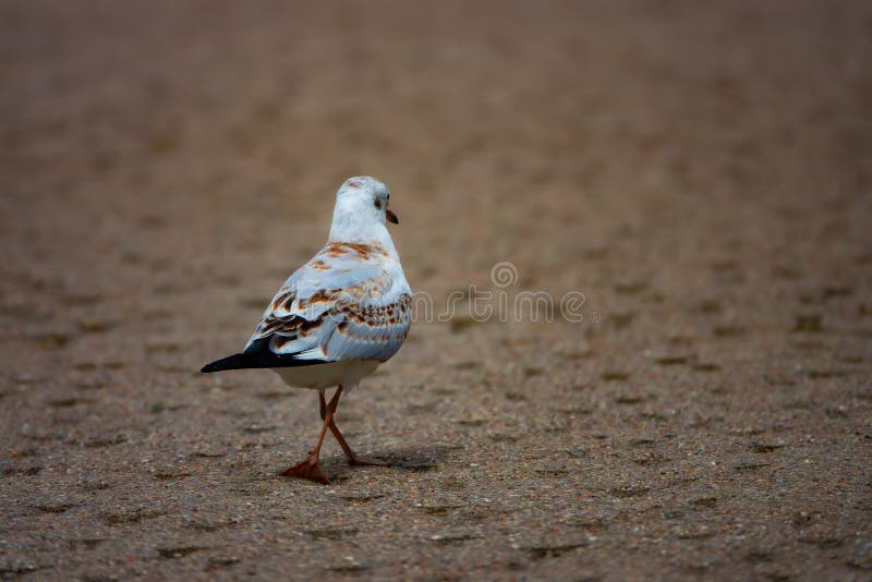 Closeup of a Common Black-headed Gull on the Beach Stock Image - Image ...