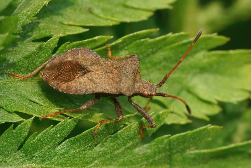 Closeup on a Brown Form of the Common Ground Hopper, Tetrix Undulata ...