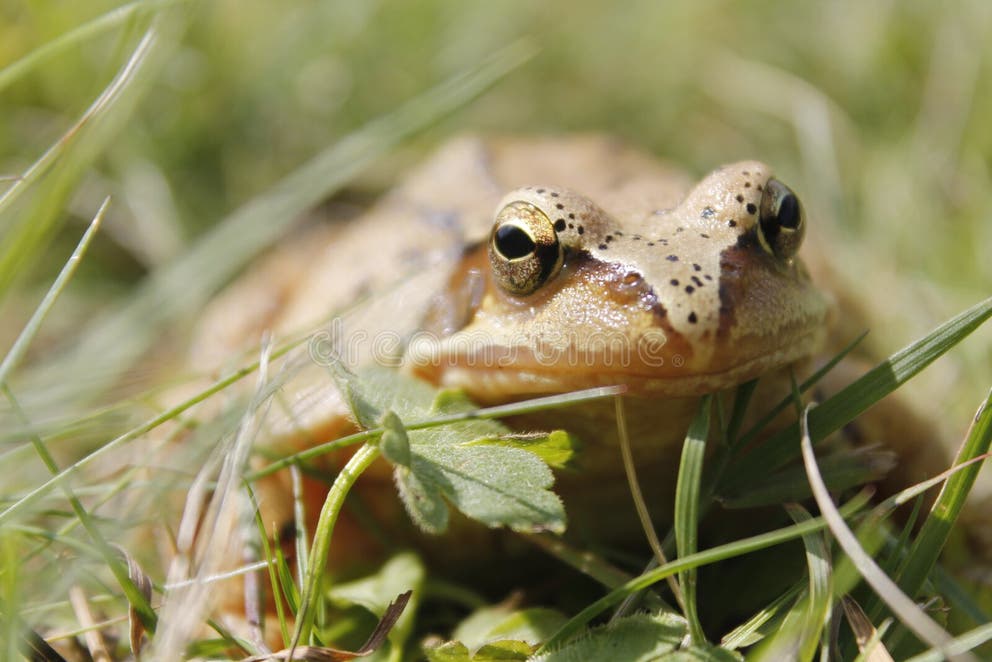 Toad stock photo. Image of amphibian, environment, species - 107401204