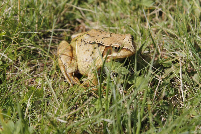 Toad stock photo. Image of detail, fauna, animal, exchange - 107401440