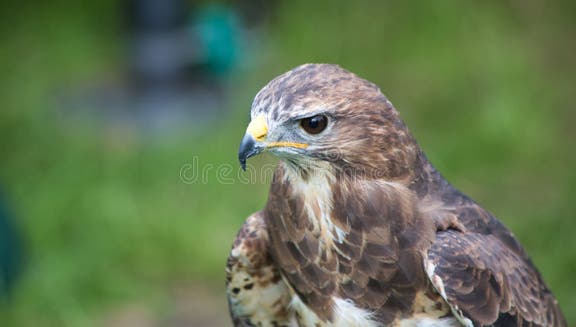 Closeup of a Common Buzzard Face Stock Photo - Image of beak, detail ...