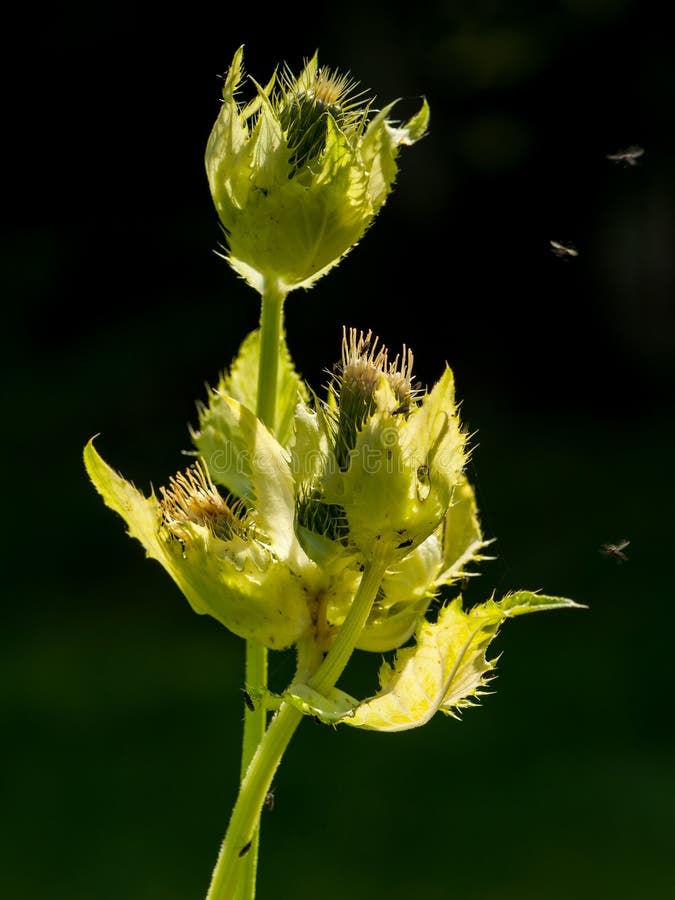 A Closeup of the Cabbage Thistle Cirsium Oleraceum Stock Image - Image ...