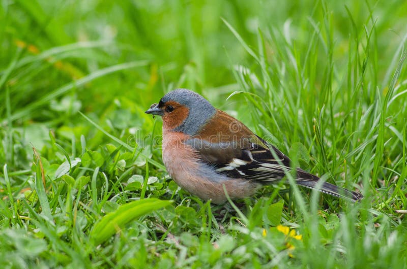 Closeup of a Common Chaffinch on the Green Grass Stock Image - Image of ...