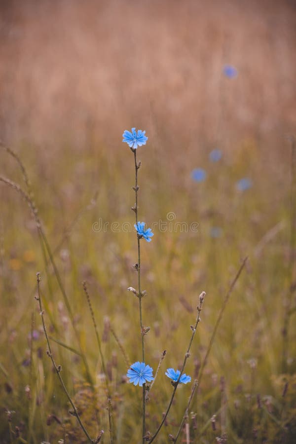 Closeup of Common Chicory in the Field, a Vertical Shot Stock Photo ...