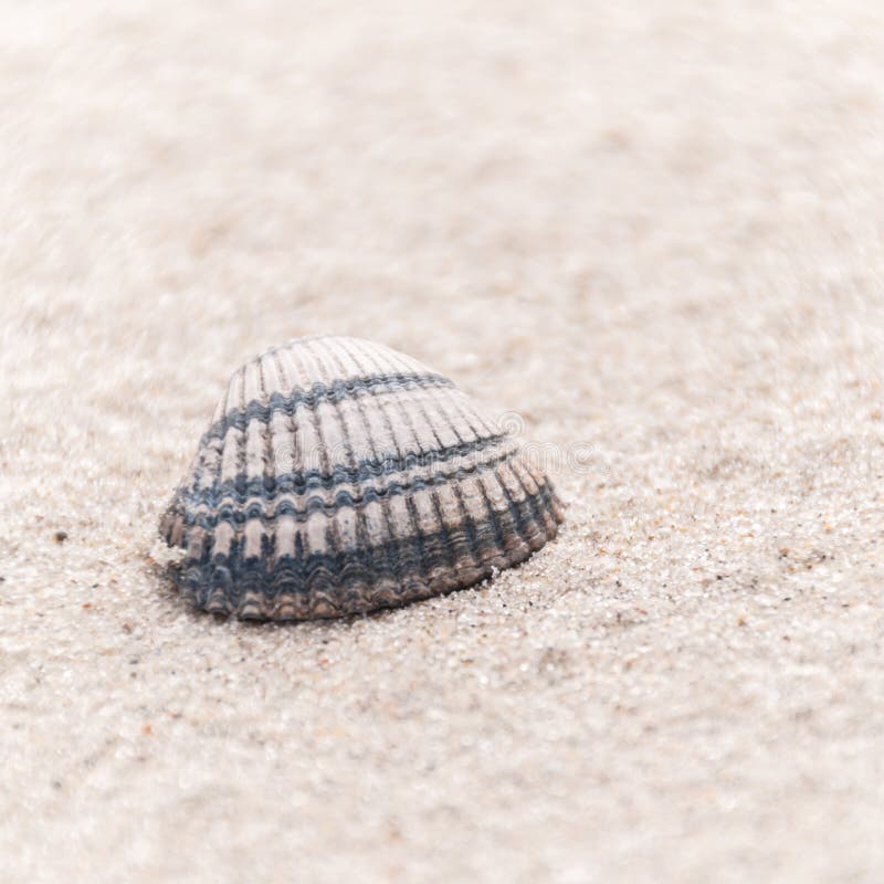 Closeup of a common cockle stock photo. Image of north - 61229546