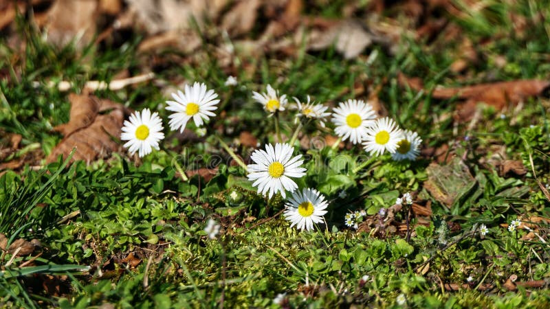 Closeup of the Common Daisy Flowers Blooming in the Garden Stock Image ...