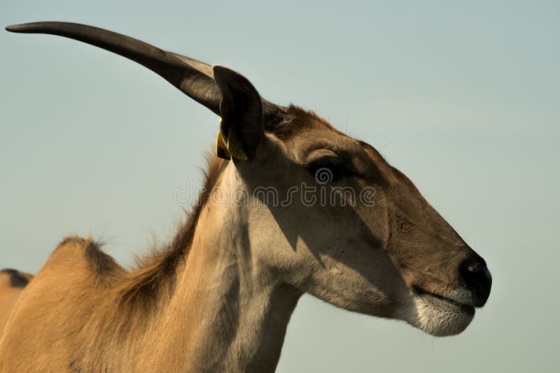 Closeup of a Common Eland Antelope Stock Photo - Image of wildlife ...