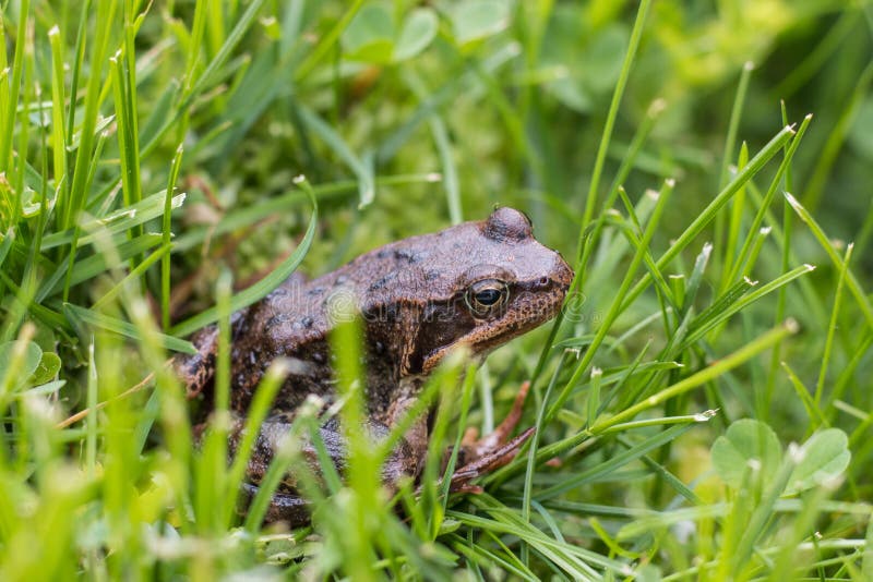 Closeup of a Common Frog in Grass Stock Image - Image of nature, head ...