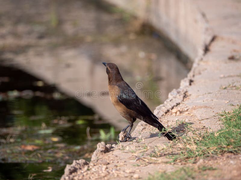 Closeup of a Common Grackle Bird Standing on the Ground Stock Photo ...