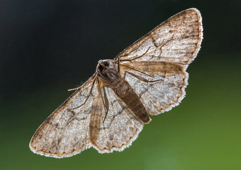 Closeup of a Common Gray Moth Underside Stock Photo - Image of spring ...