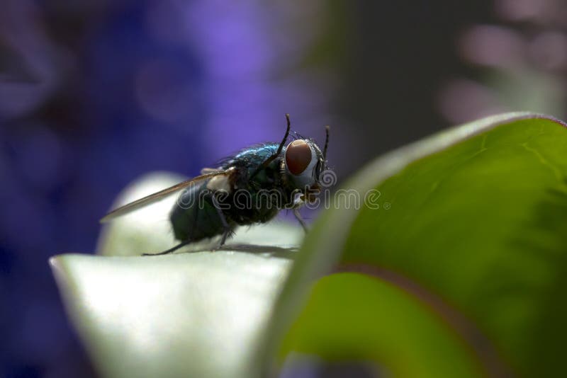 Closeup of a Common Green Bottle Fly Lucilia Sericata Insect Stock ...