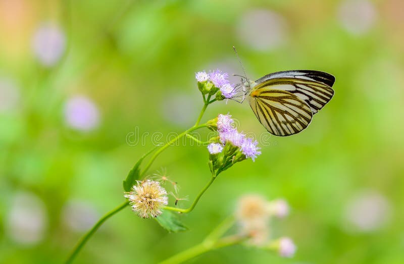 Closeup Common Gull Butterfly on Wildflowers Stock Photo - Image of ...