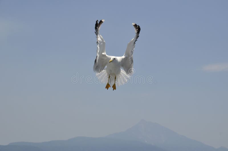 Closeup of a Common Gull Widely Opened Its Wings Under the Blue Sky ...