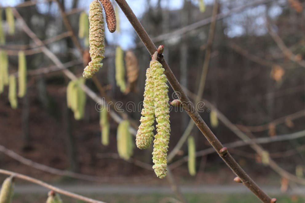 Closeup of Common Hazel Plants in a Forest Stock Image - Image of ...