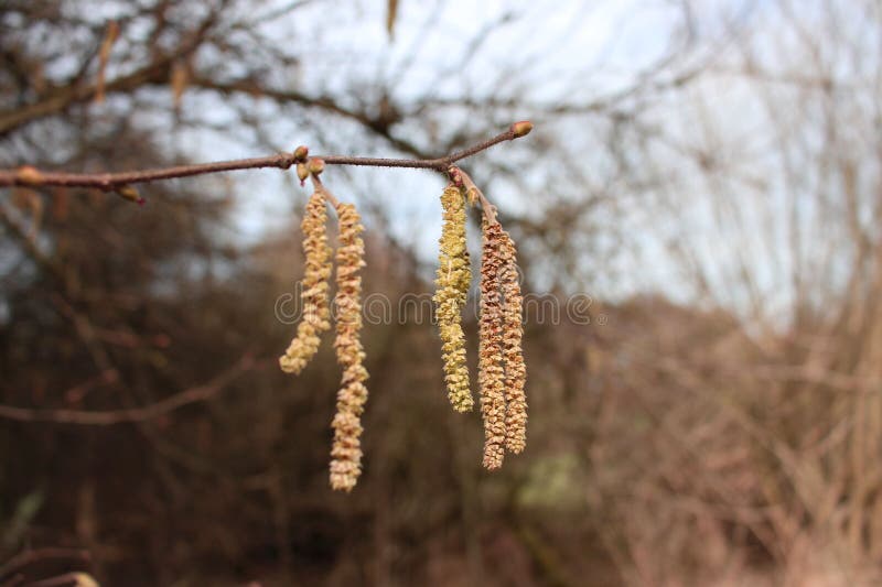Closeup of Common Hazel Plants in a Forest Stock Photo - Image of lush ...