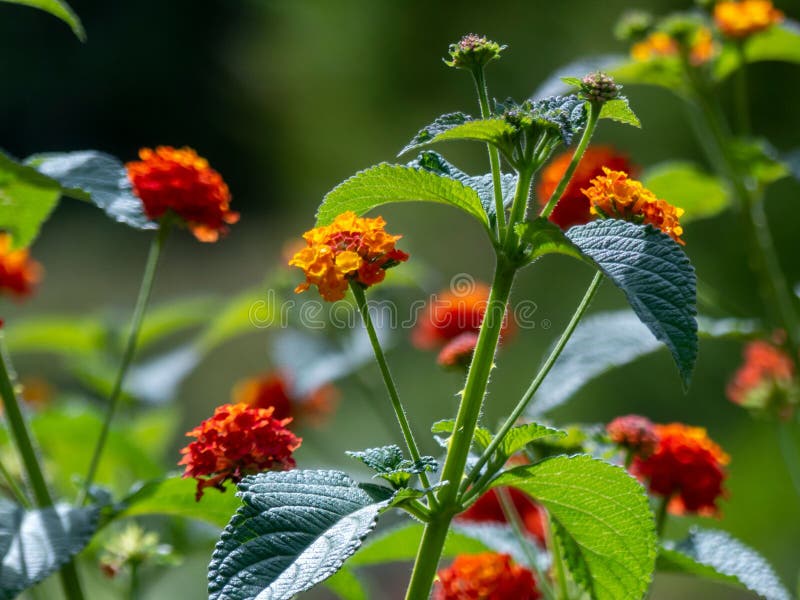 Closeup of Common Lantana Flowers Under the Sunlight Stock Photo ...