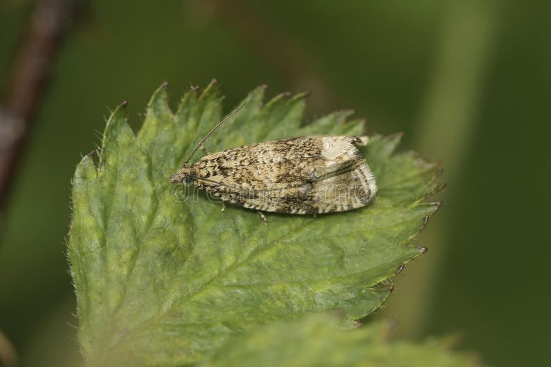 Closeup on a Common Marble Tortrix Micro Moth, Celypha Lacunana Sitting ...