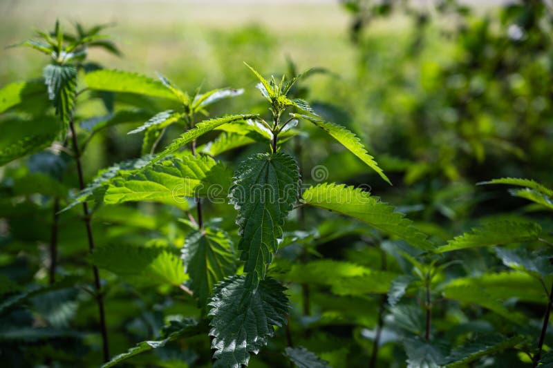 Common Nettles View in the Garden. Green Leaves Stock Photo - Image of ...