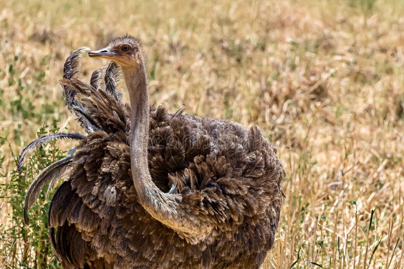 Closeup of a Common Ostrich in a Field Covered in the Grass Under the ...