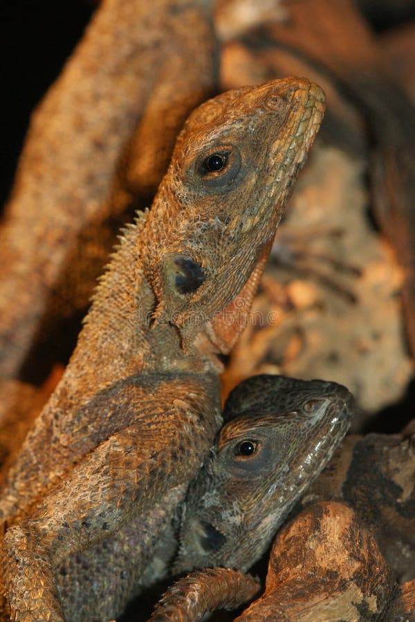 Closeup of the Common, Red-headed Rock , or Rainbow Agama Stock Photo ...