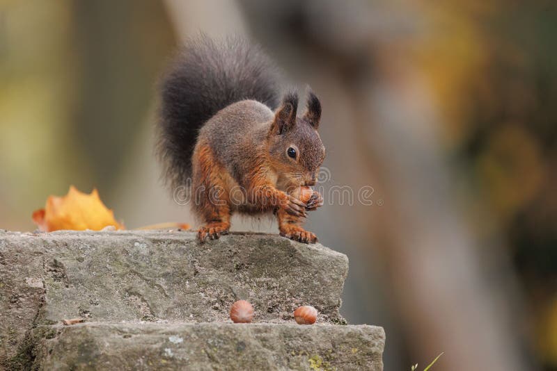 Closeup of a Common Red Squirrel with a Hazelnut in Its Paws Stock ...