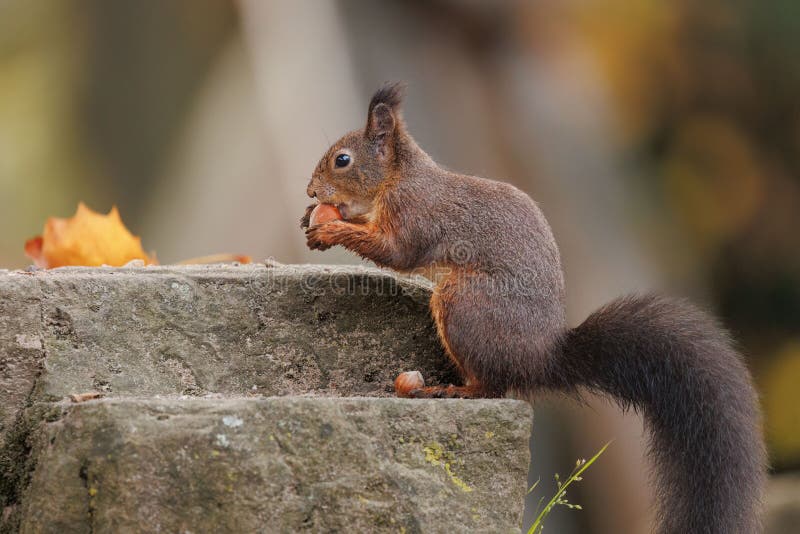 Closeup of a Common Red Squirrel with a Hazelnut in Its Paws Stock ...