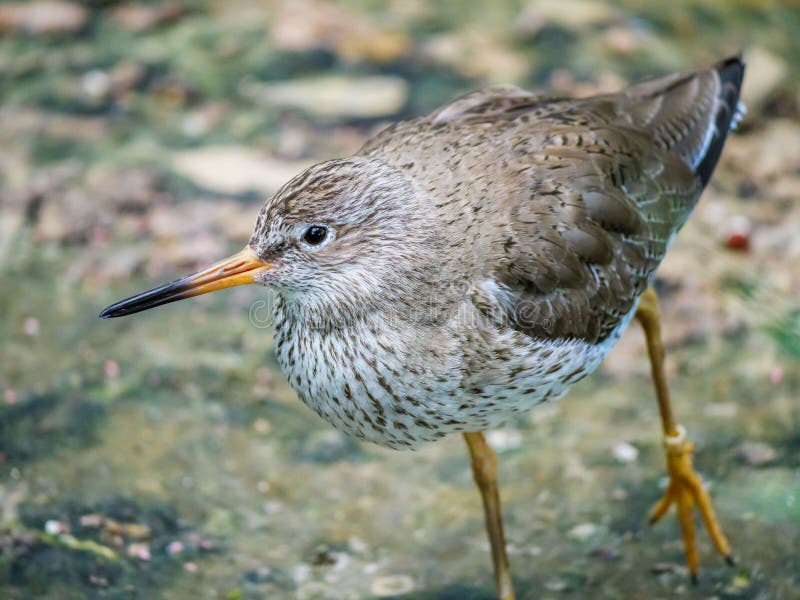 Closeup of a Common Redshank Walking on the Ground Stock Photo - Image ...