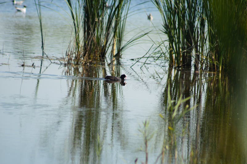 Closeup of Common Reed with Birds on Water Stock Image - Image of vogel ...