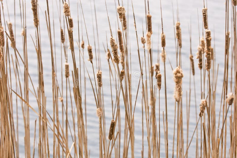 Closeup of Common Reed with the Lake Under the Sunlight on the ...
