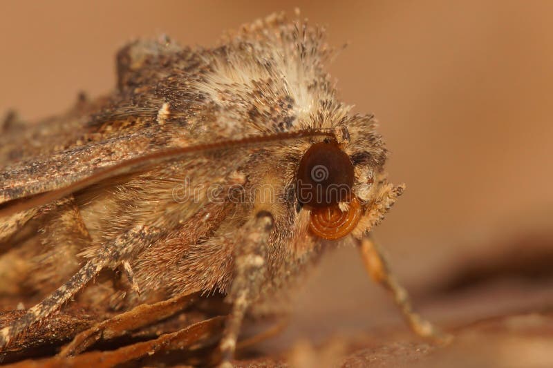 Closeup on the Common Rustic Moth, Mesapamea Secalis Sitting on a Piece ...
