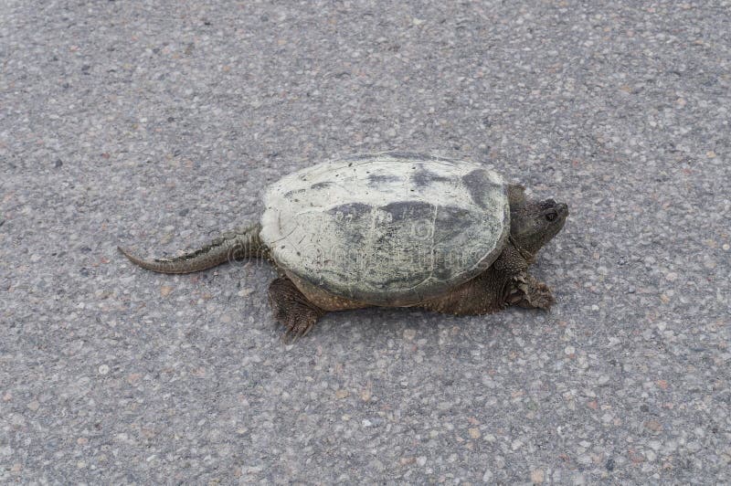 Closeup of Common Snapping Turtle Sunbathing on Concrete Road Stock Photo - Image of algae ...