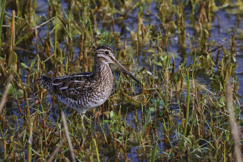 Common Snipe, Closeup stock photo. Image of wings, wild - 381871712