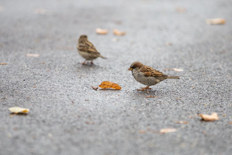 Closeup of Common Sparrows on the Ground Stock Image - Image of brown ...