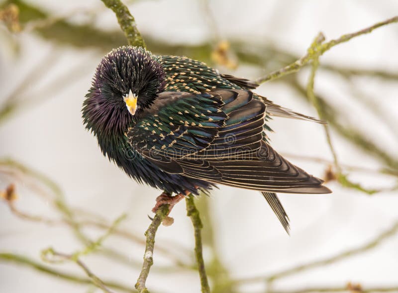 Closeup of a Common Starling Stock Image - Image of vulgaris, twig ...