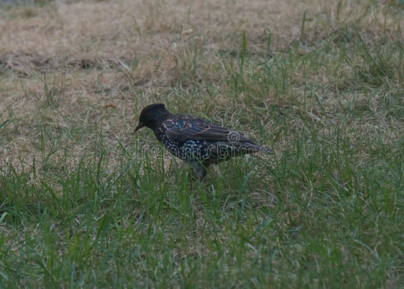 Closeup of a Common Starling on the Green Grass Stock Image - Image of ...