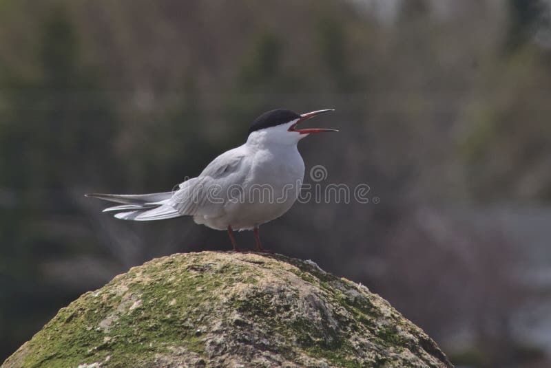 Closeup of a Common Tern, Sterna Hirundo Captured Form Profile Standing ...