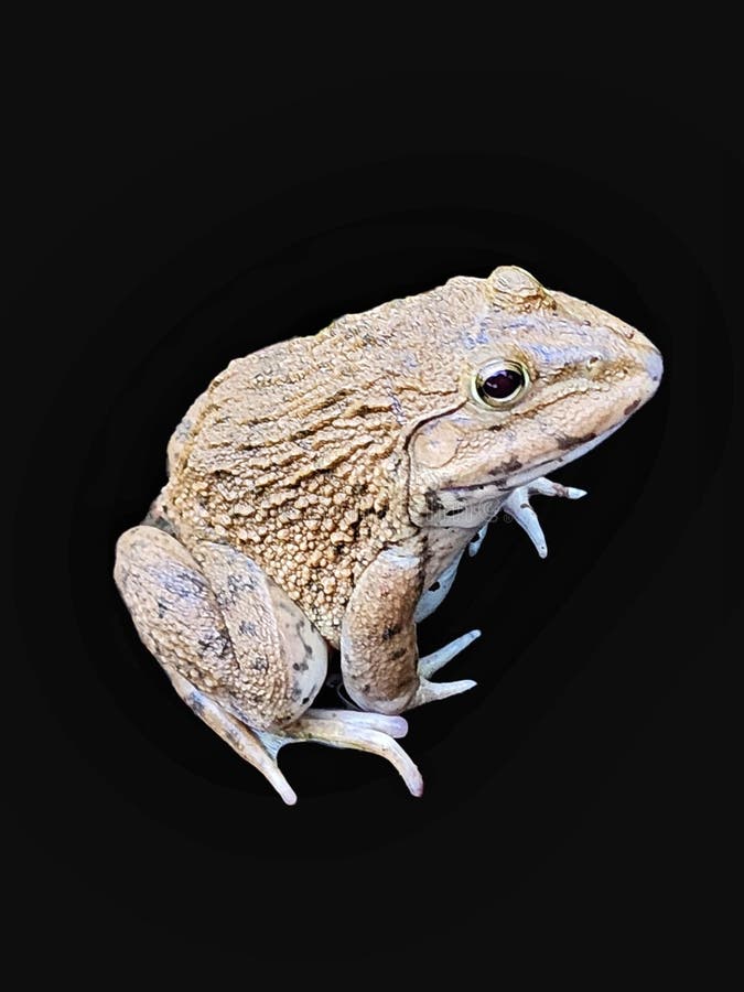 Closeup of Common Thai Frogs on the Black Background. Stock Photo ...