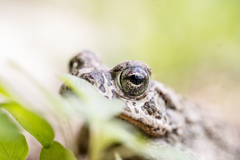 Closeup of Common Toad in Nature Stock Photo - Image of protected ...