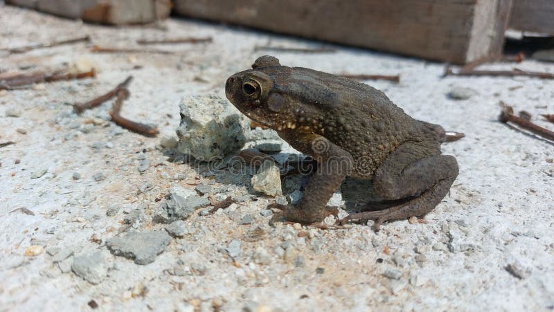 Closeup of a Common Toad on a Stone Surface Stock Photo - Image of ...