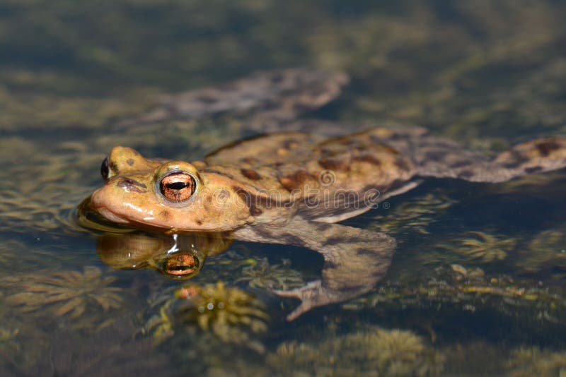 Closeup of a Common Toad in the Water with Its Head Up Stock Image ...